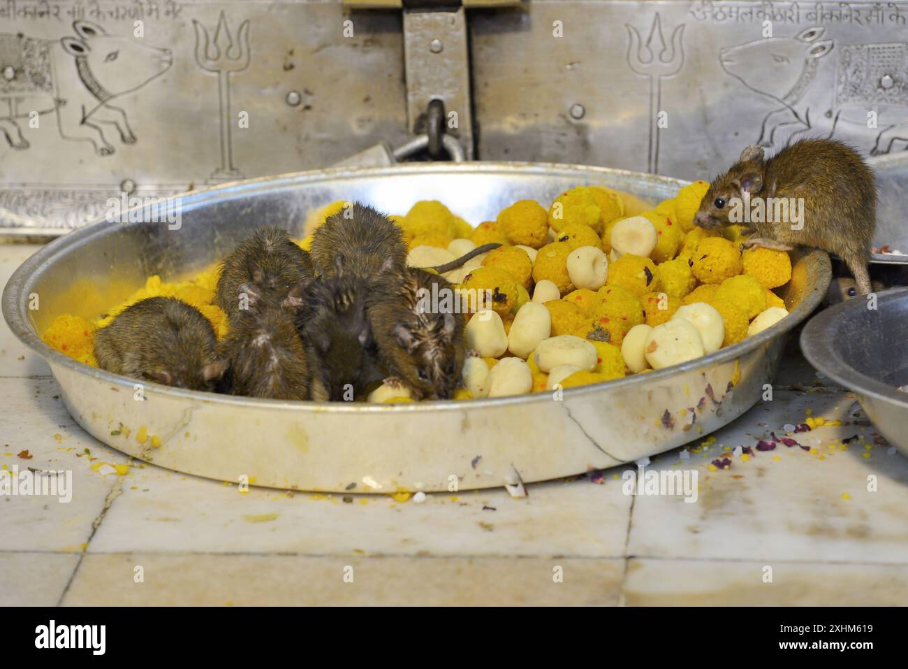 India, Rajasthan, Bikaner region, Deshnoke, Karni Mata Temple also ...