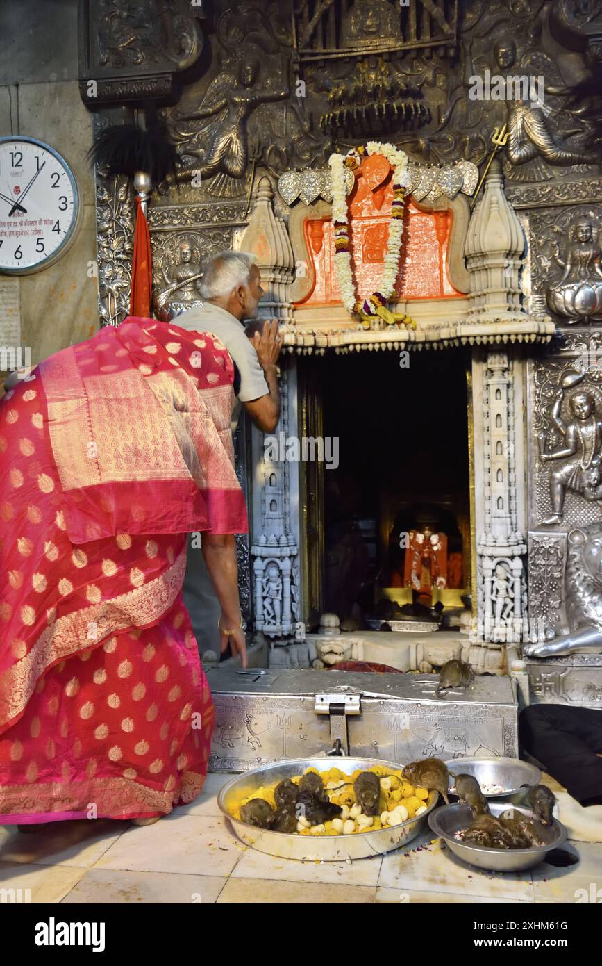 India, Rajasthan, Bikaner region, Deshnoke, Karni Mata Temple also known as the Temple of Rats ...