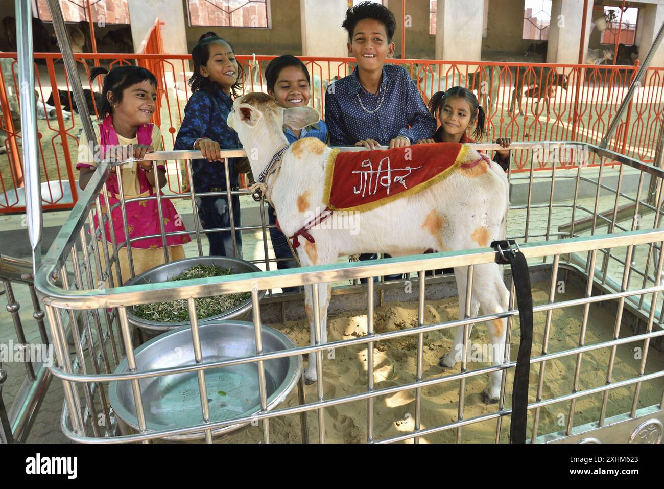 India, Rajasthan, Nagaur surroundings, Shri Krishna Gopal Gauseva ...