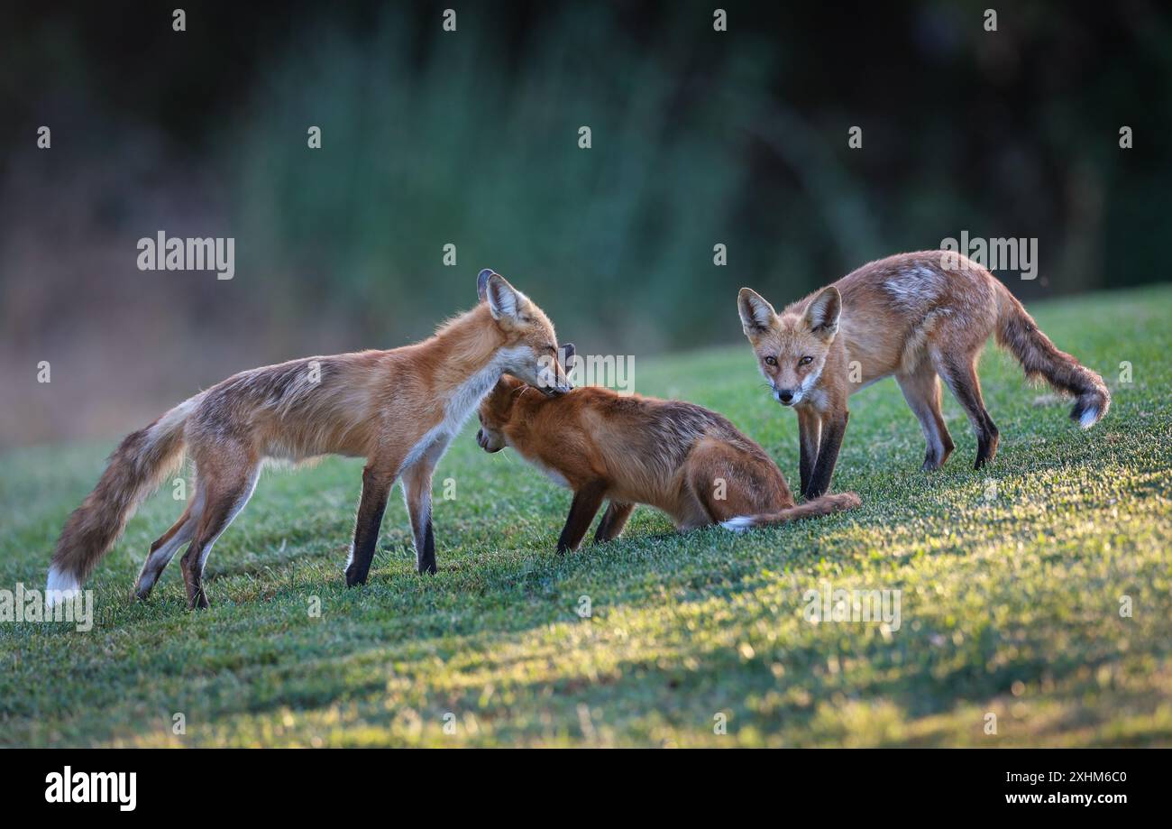 Santa Clara, USA. 15th July, 2024. The red fox (Vulpes vulpes) is a ...