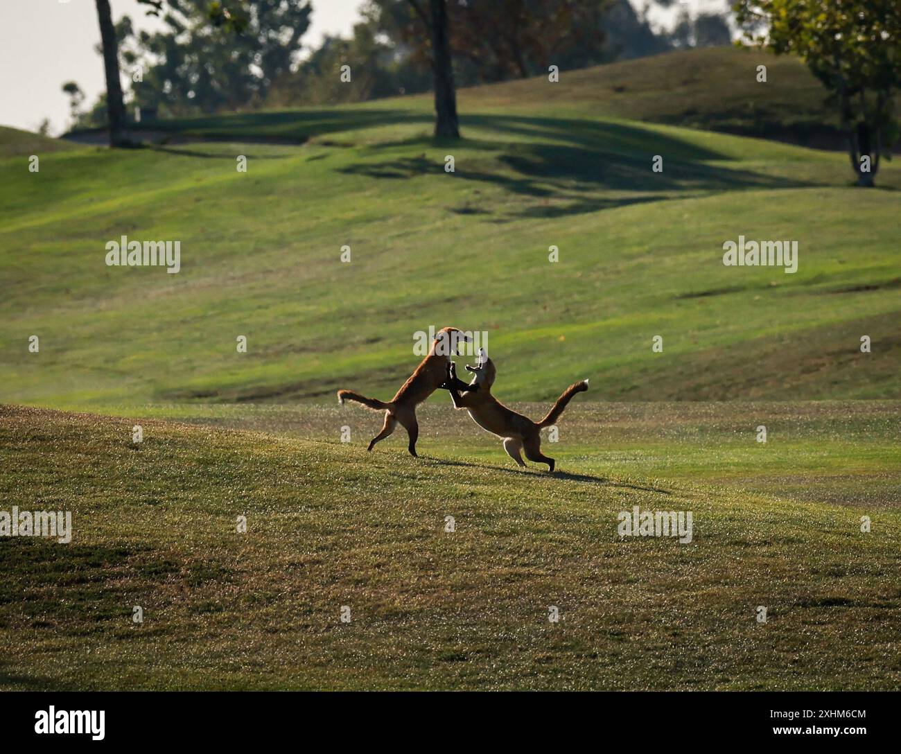 Santa Clara, USA. 15th July, 2024. The red fox (Vulpes vulpes) is a ...