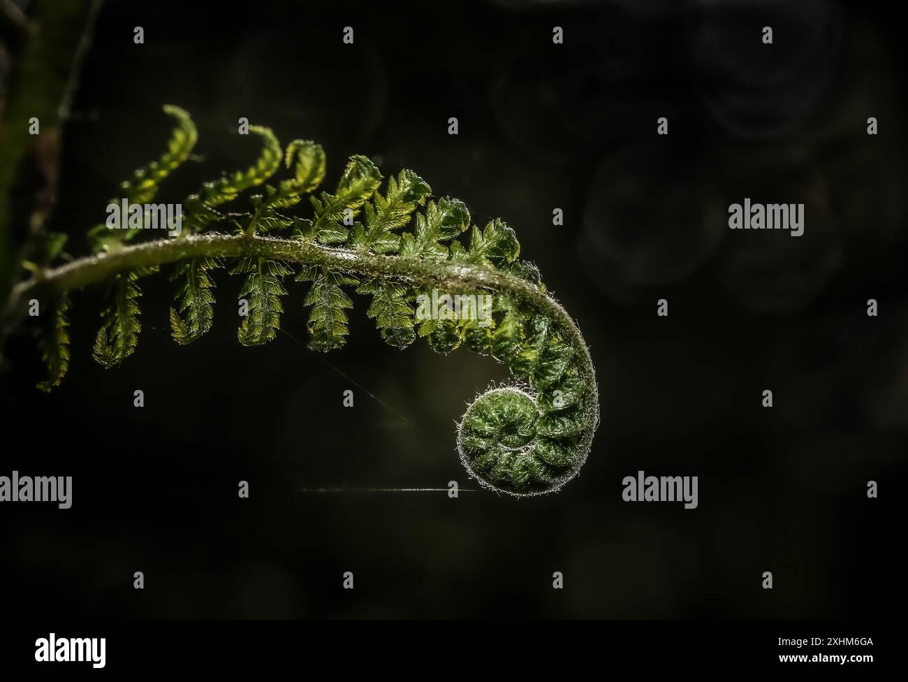 Tree fern fronds in the Royal Botanic Gardens of Victoria, Melbourne ...