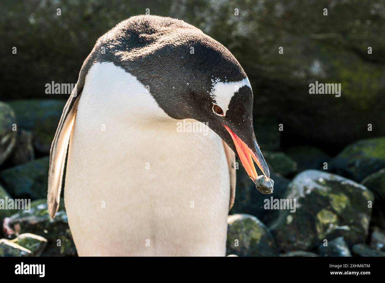 Gentoo Penguin making a nest with a pebble, Cuverville Island ...