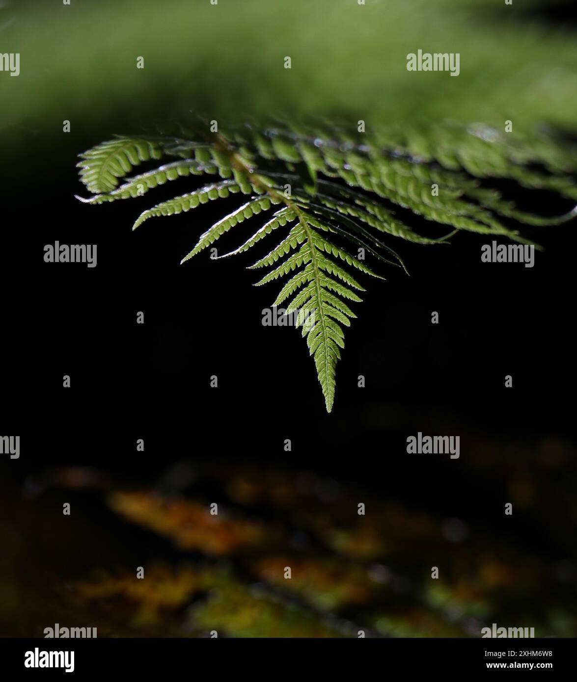 Tree fern fronds in the Royal Botanic Gardens of Victoria, Melbourne ...