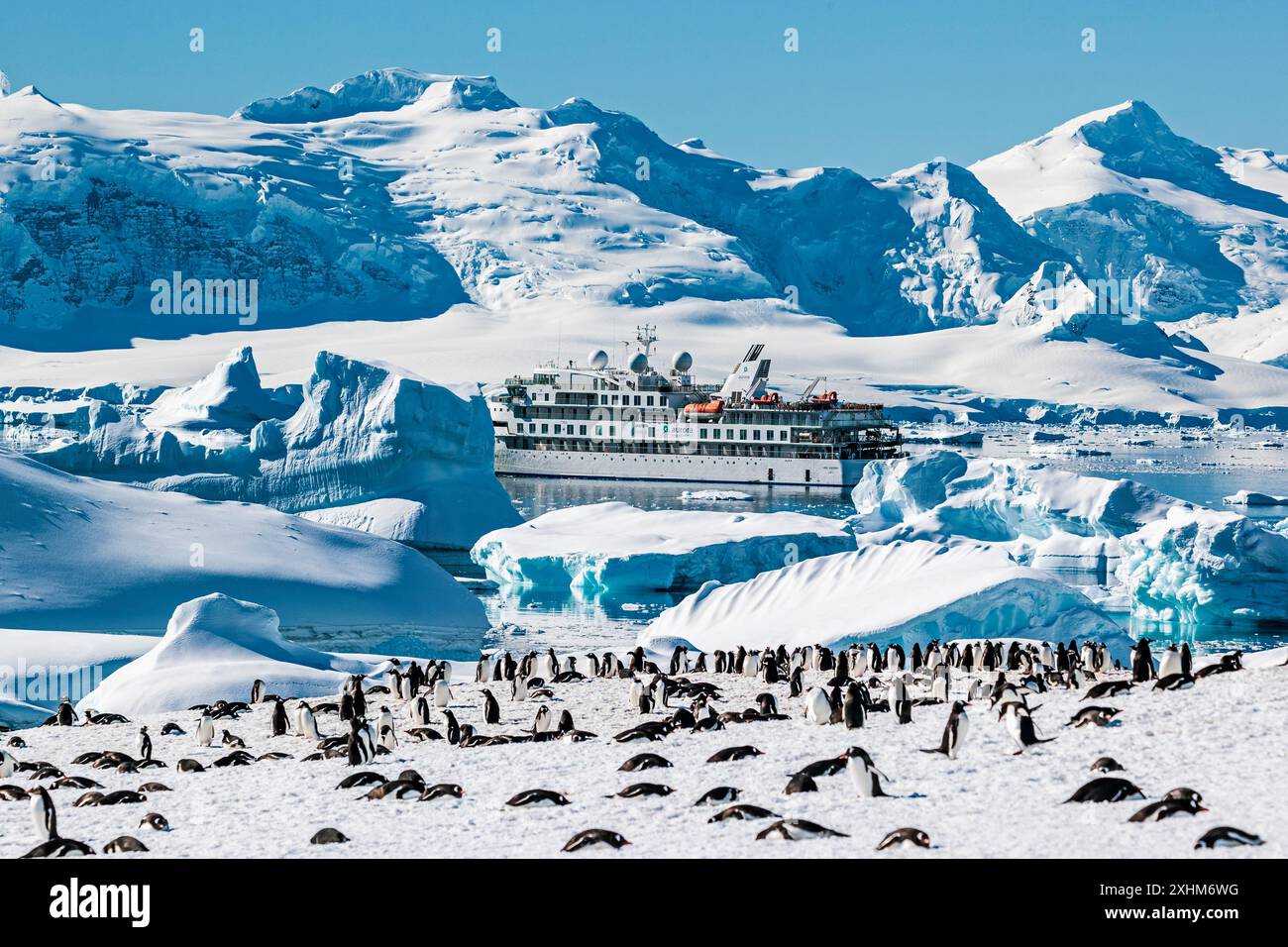Gentoo Penguin Colony with expedition ship Greg Mortimer, Cuverville ...
