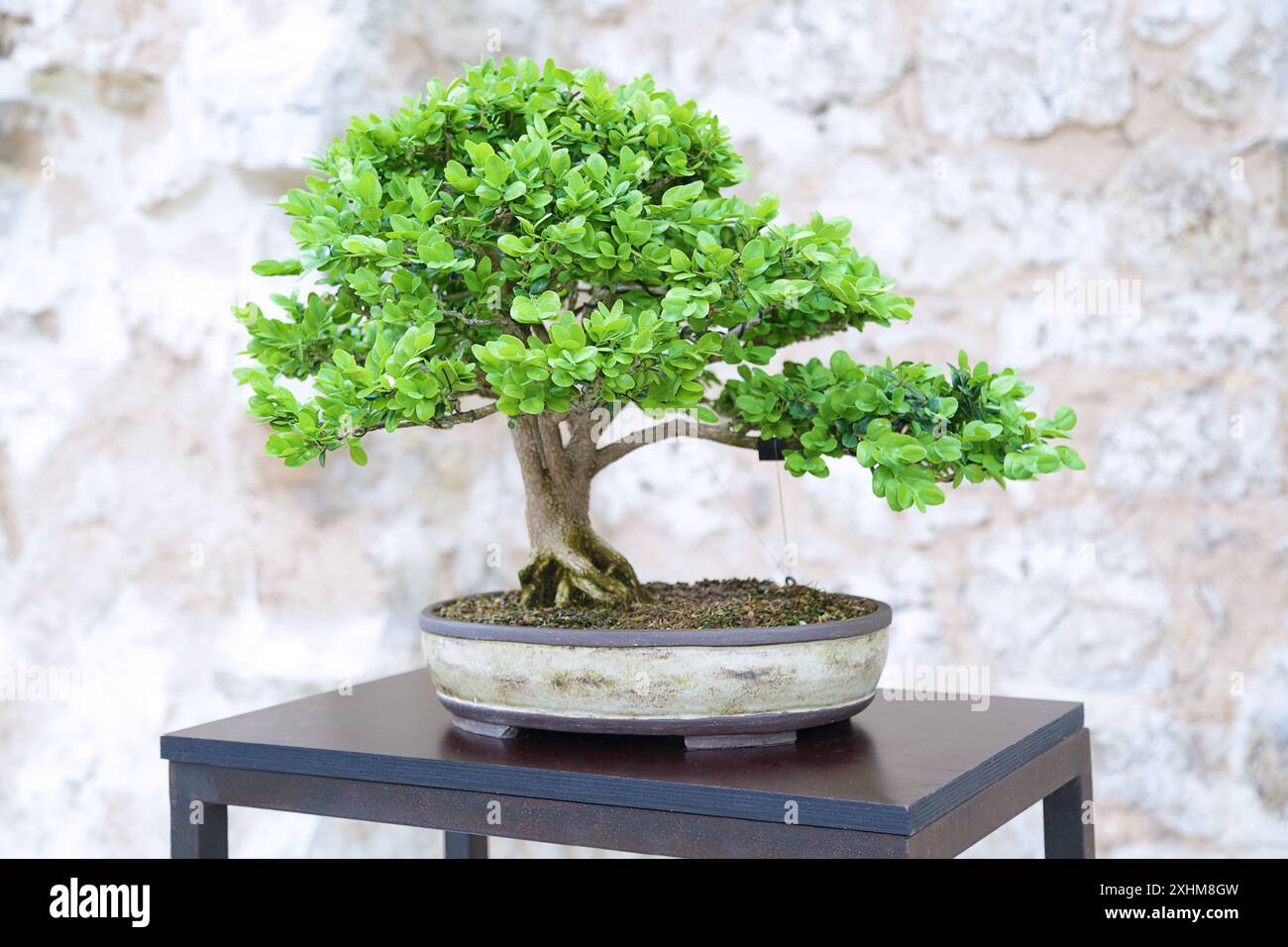 Common boxwood buxus sempervirens hi-res stock photography and images ...