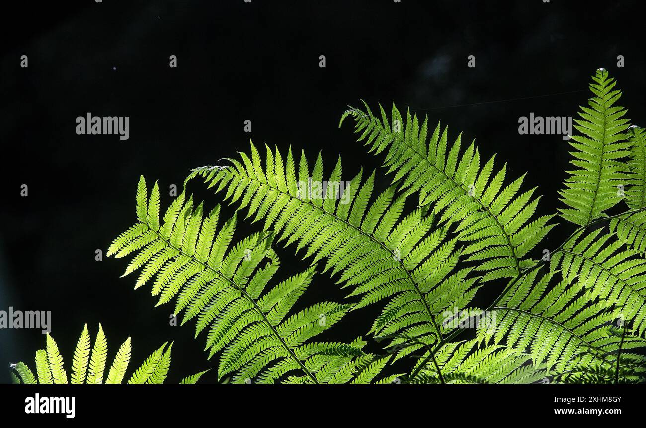 Tree fern fronds in the Royal Botanic Gardens of Victoria, Melbourne ...