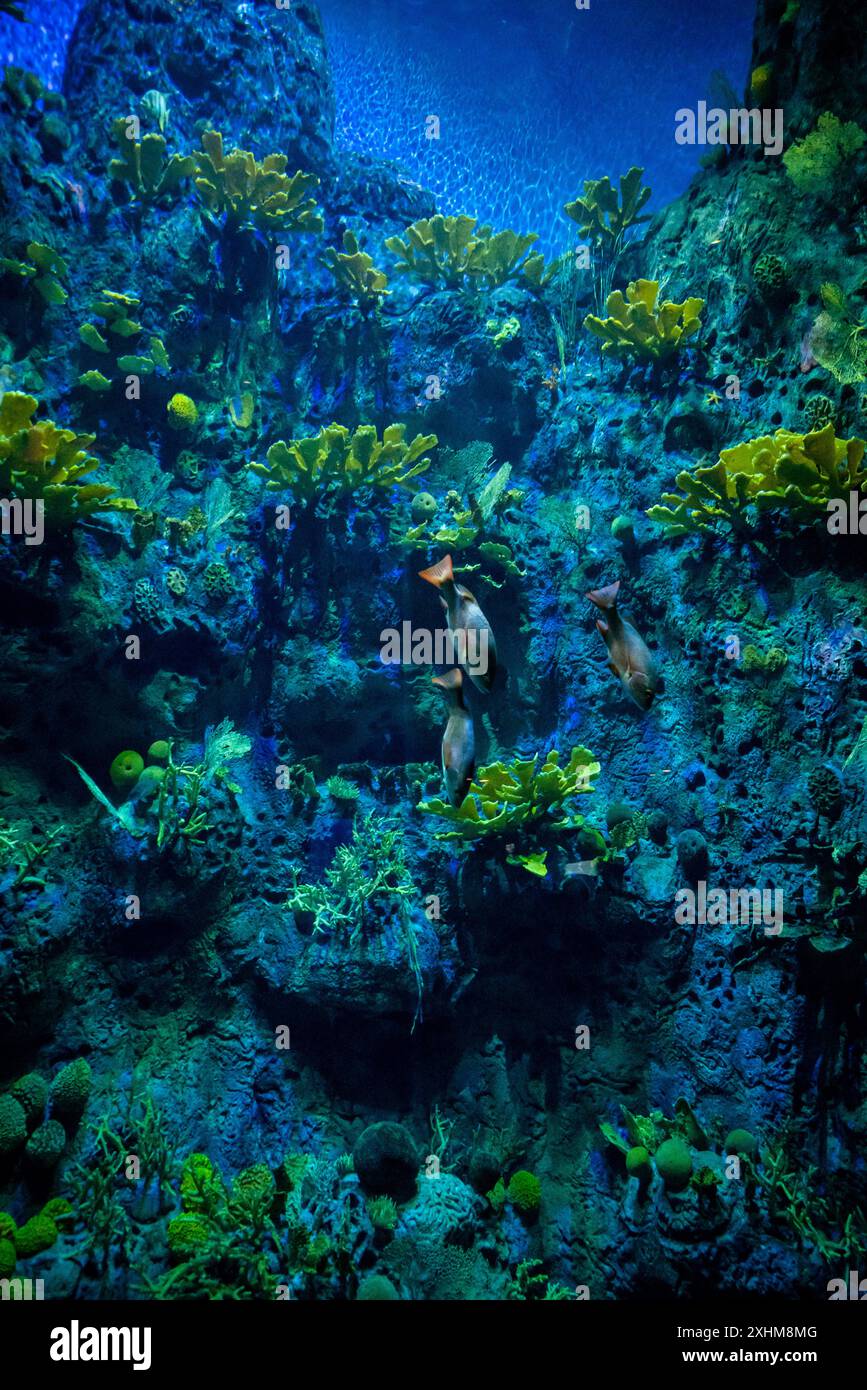 Caribian sea display, Biomuseo, a museum focused on the natural history ...