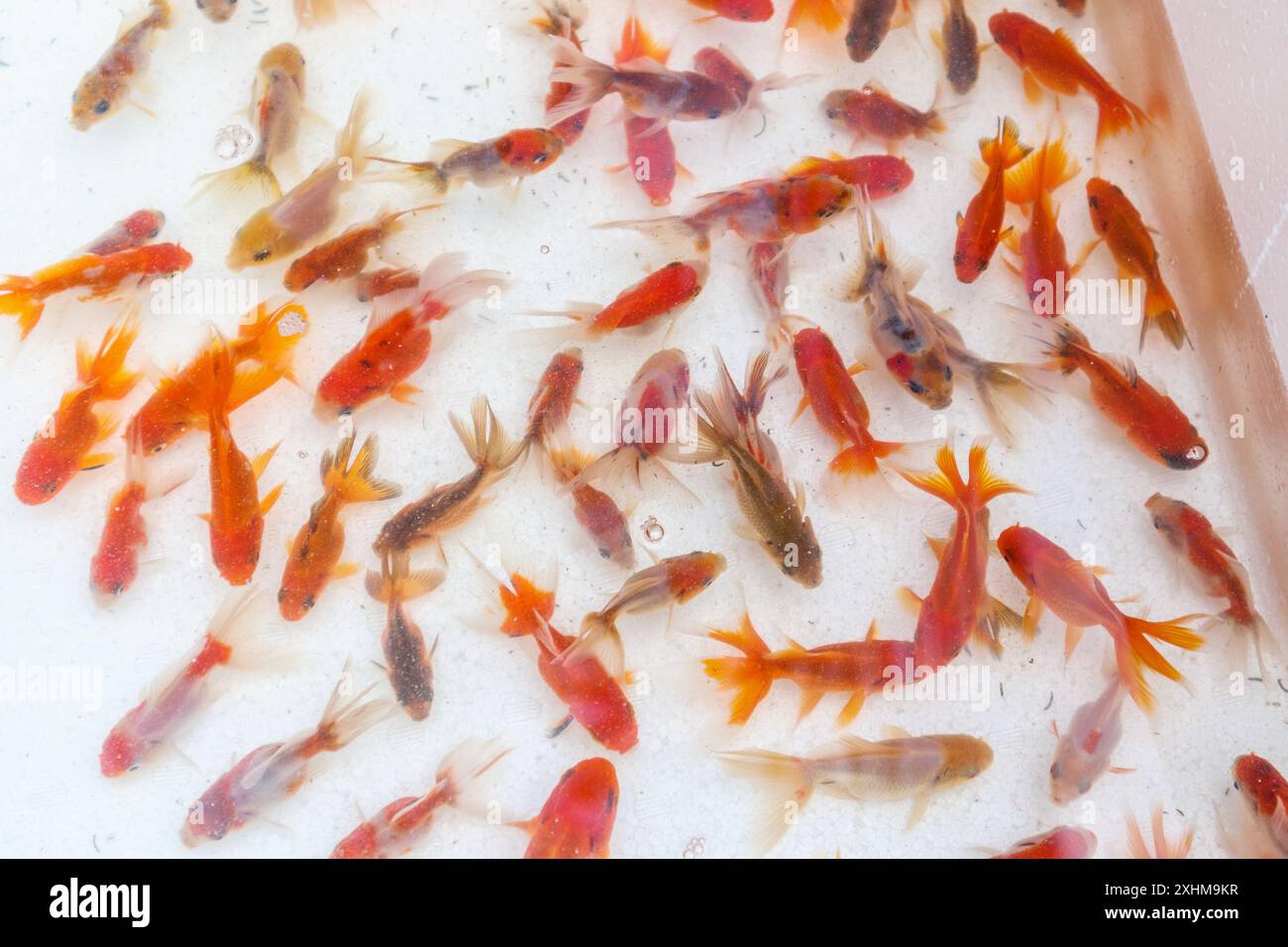 Gold fish aquarium top view hi-res stock photography and images - Alamy