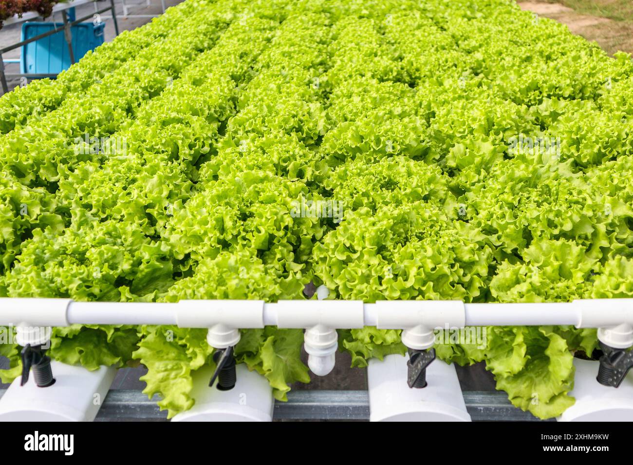 Fresh organic green oak lettuce salad plant in hydroponics vegetables farm system Stock Photo ...