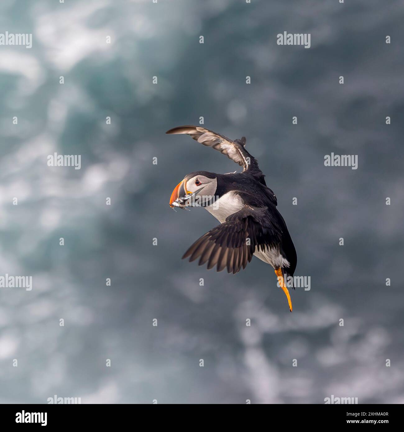 Puffin roosting hi-res stock photography and images - Alamy