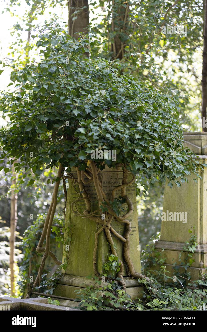Nature taking over - ivy grows prolifically around an old grave with ...