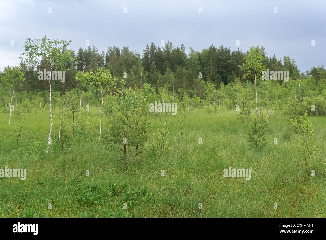 Wetland trees peatland hi-res stock photography and images - Alamy