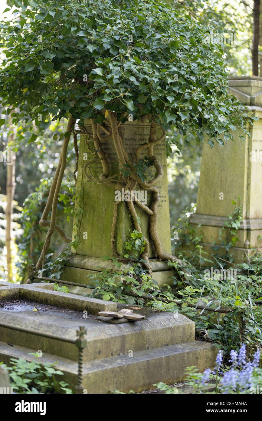 Nature taking over - ivy grows prolifically around an old grave with ...