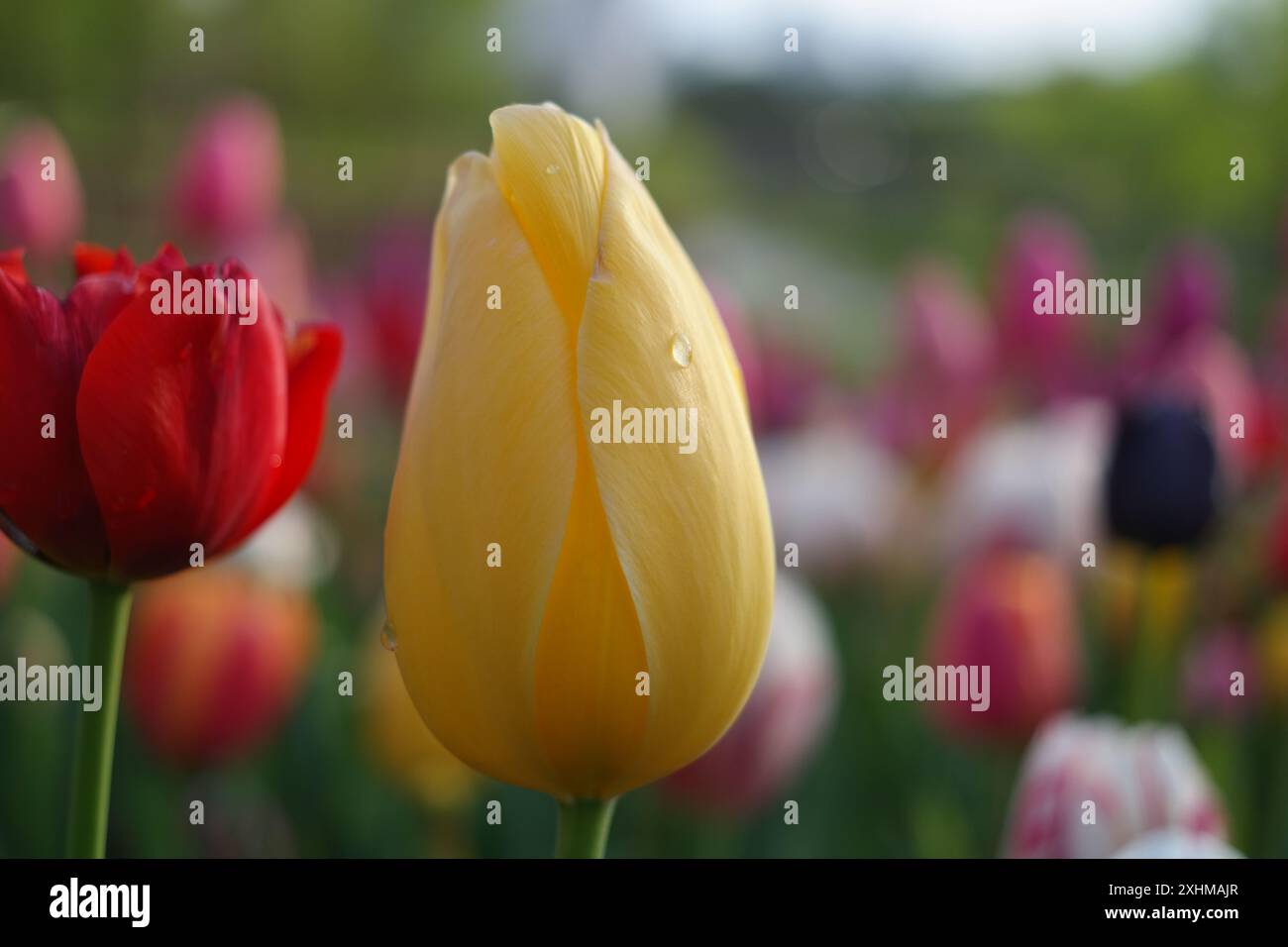 Colorful tulip flowers bloom in the spring in the garden Stock Photo ...