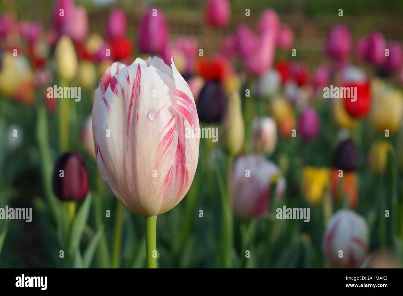 Colorful tulip flowers bloom in the spring in the garden Stock Photo ...