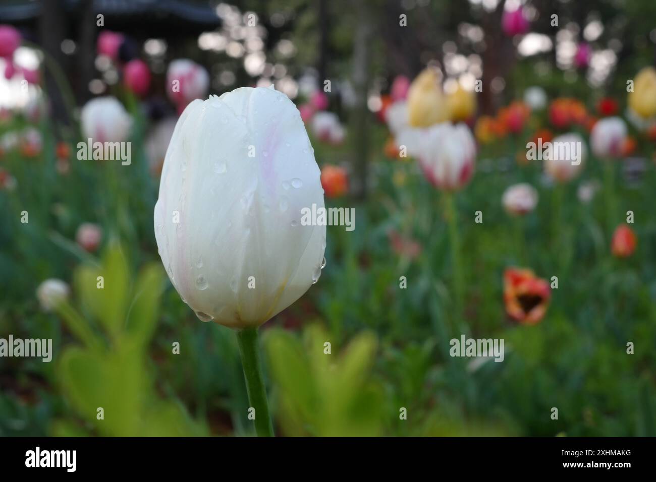 Colorful tulip flowers bloom in the spring in the garden Stock Photo ...