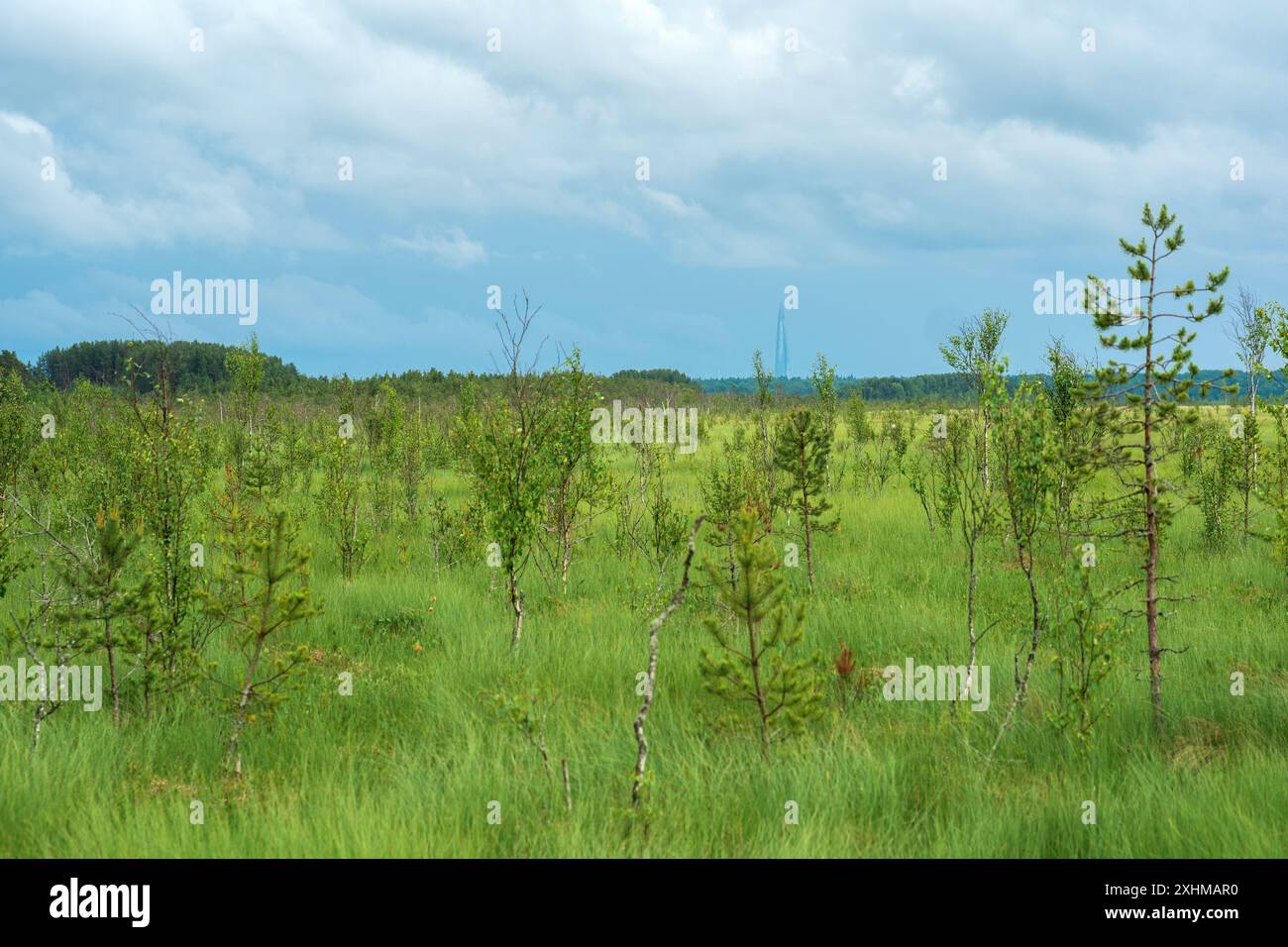 peat fen landscape with small birch trees and the city in the horizon ...