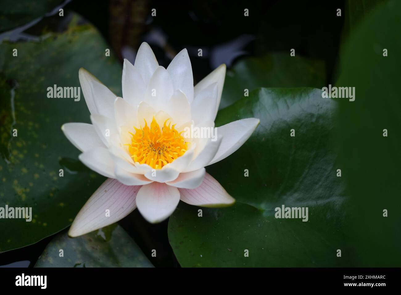 White peace lily flower hi-res stock photography and images - Alamy