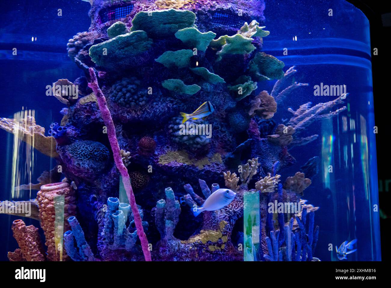 Coral reef of Panama containing about 200 spieces, Biomuseo, a museum ...