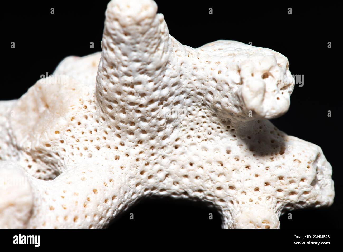 A detailed macro photograph highlighting the intricate textures of a ...