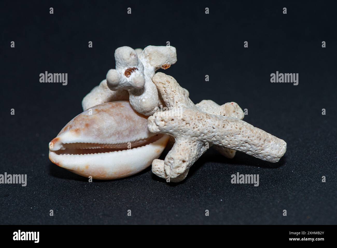 Marinebiodiversity hi-res stock photography and images - Alamy