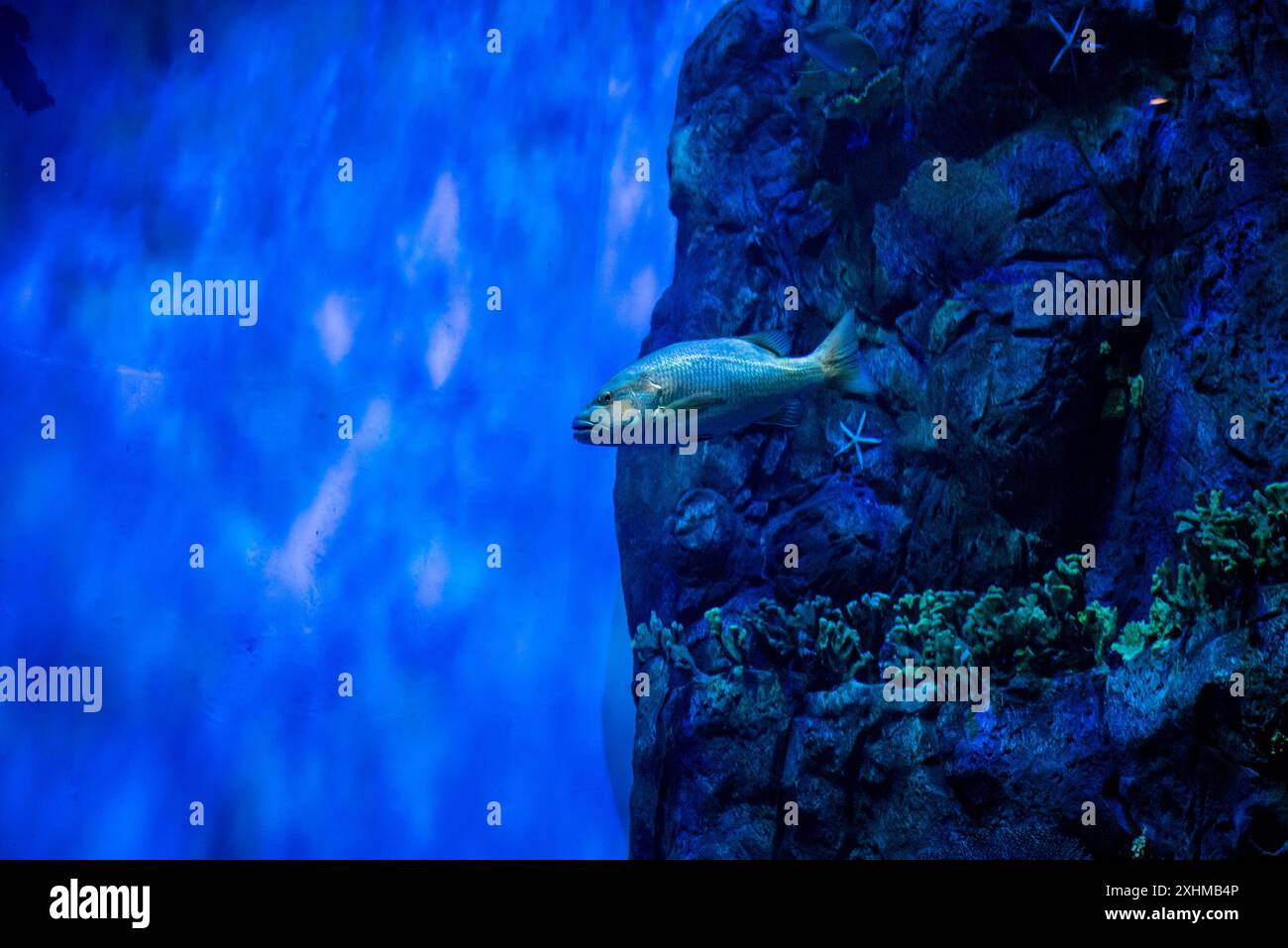 Pacific Ocean display, Biomuseo, a museum focused on the natural ...