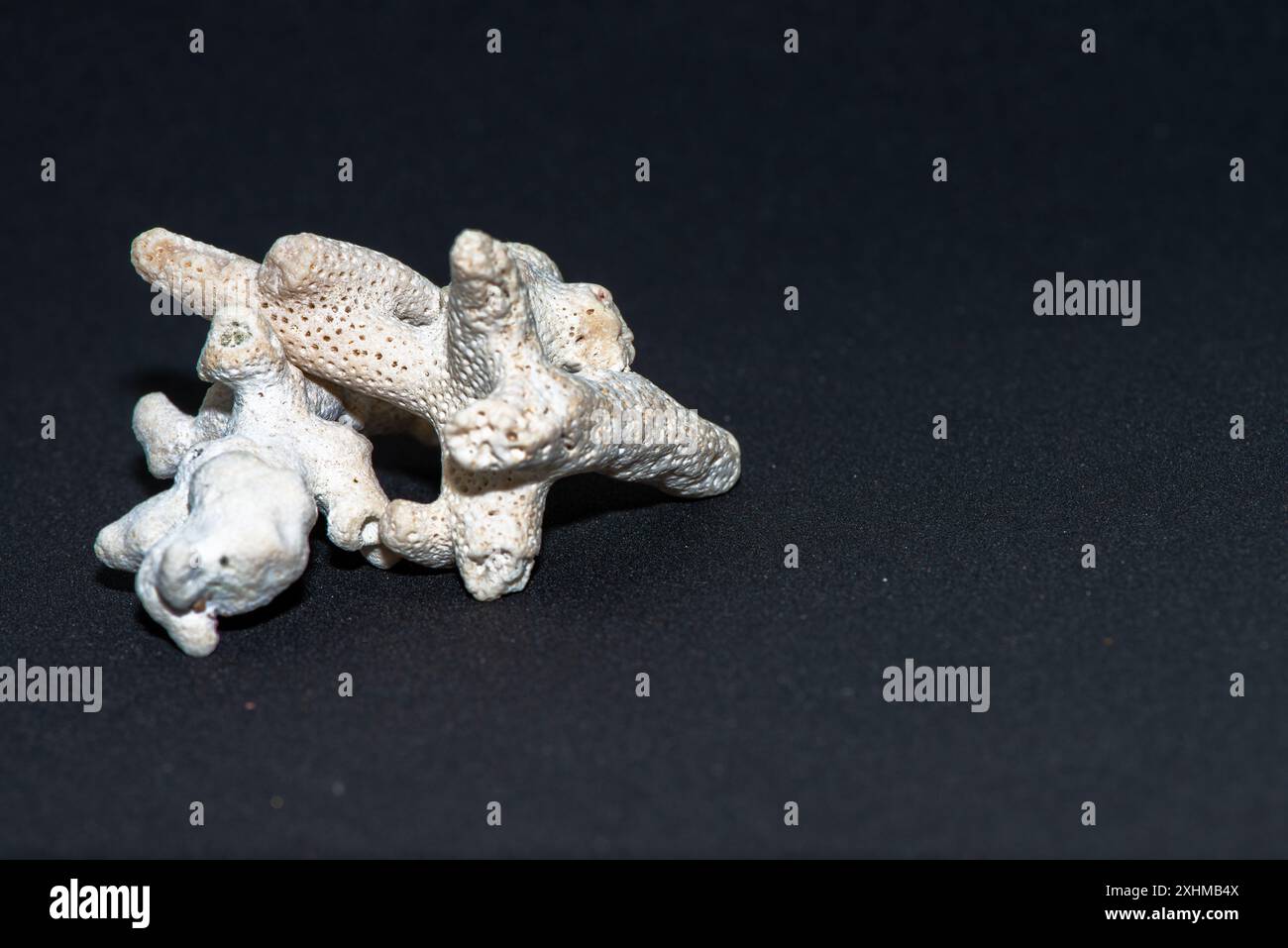 A striking photo of coral reefs set against a black background ...