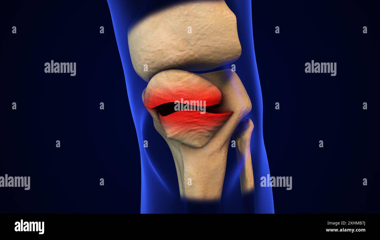 Patella bone anatomy hi-res stock photography and images - Alamy