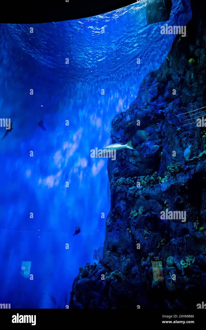 Pacific Ocean display, Biomuseo, a museum focused on the natural ...