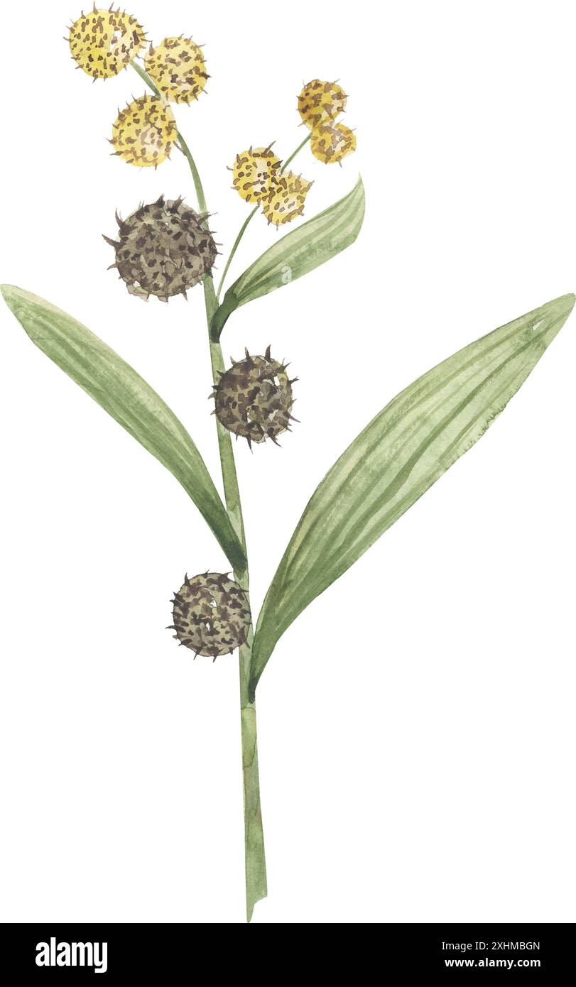 Hand drawn unbranched bur reed wildflower illustration, meadow flower ...