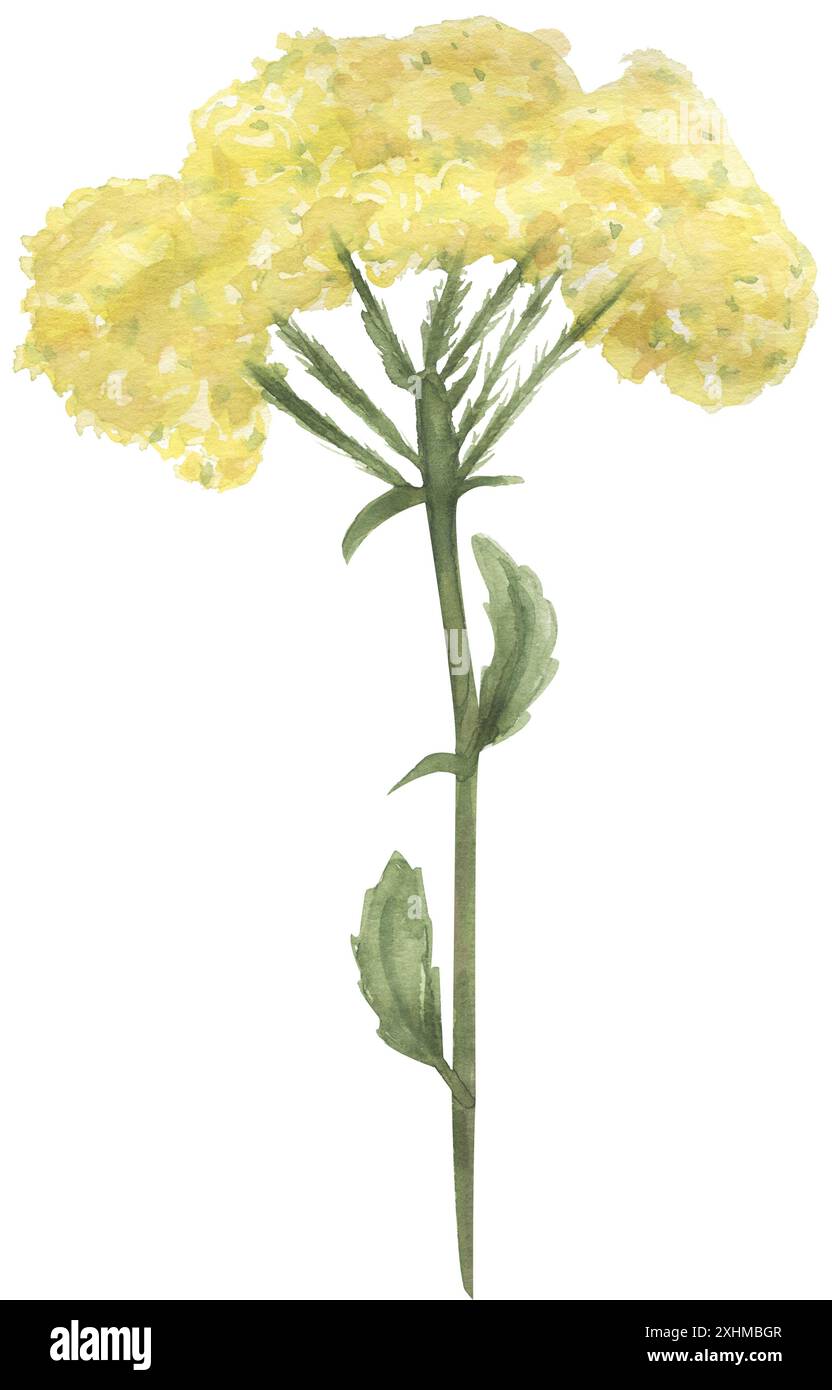 Hand drawn yarrow wildflower illustration, meadow flower clipart ...