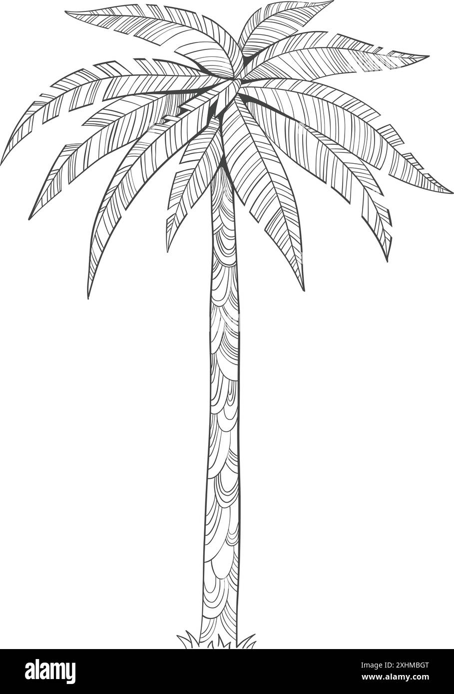 Hand drawn tropical palm tree. Vector of hawaii beach palm tree, fern ...