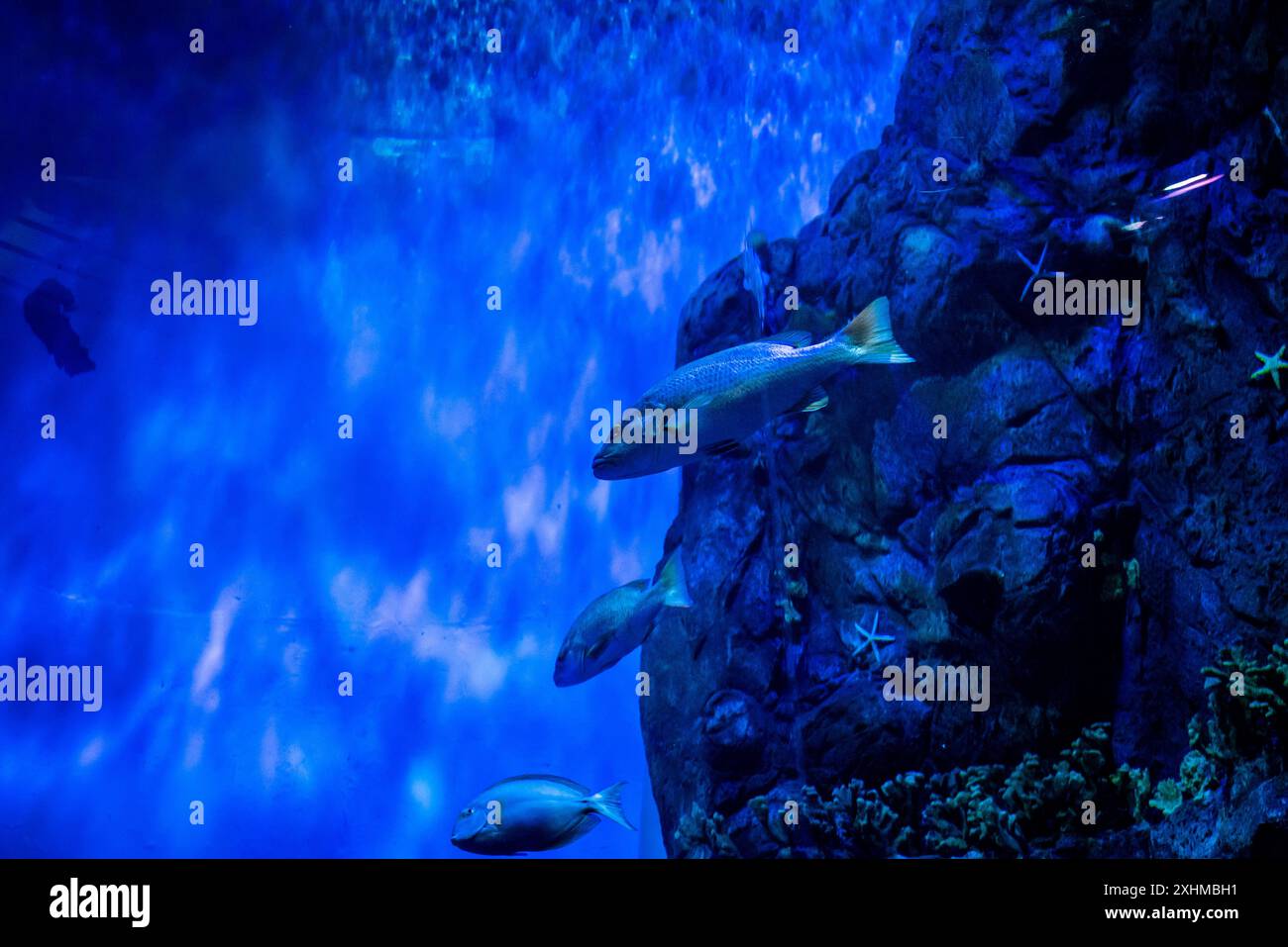 Pacific Ocean display, Biomuseo, a museum focused on the natural ...