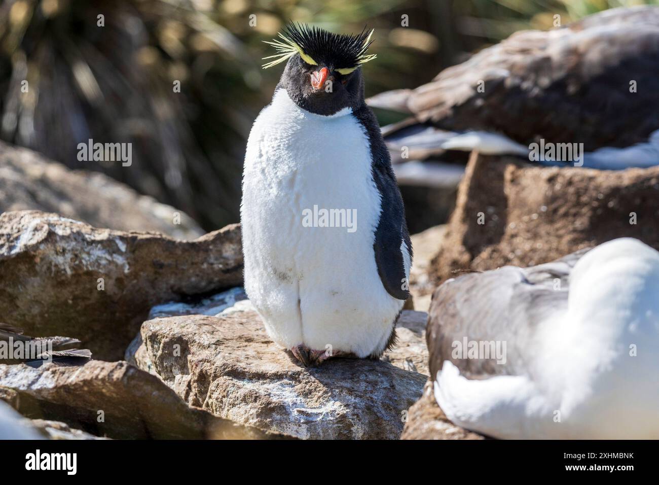 No yellow eyebrows hi-res stock photography and images - Alamy