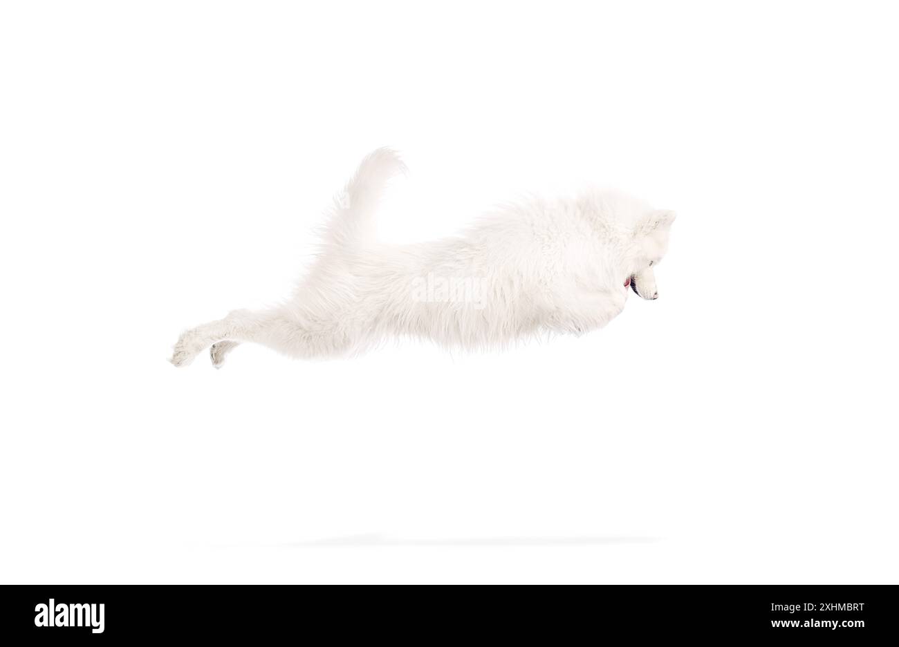 Jumping, flying beautiful Samoyed dog wit joy, fun against white studio ...