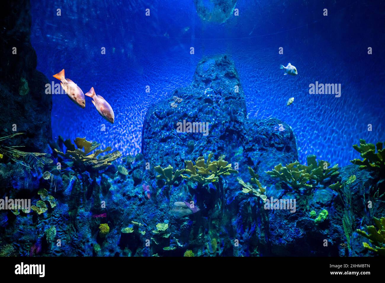 Oceans Divided display: aquariums showing Caribbean sea, Biomuseo, a ...