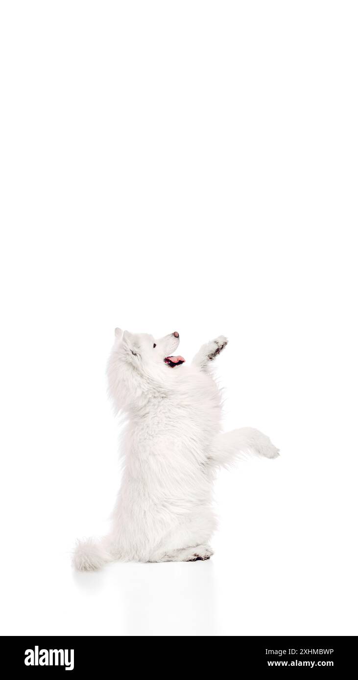 Poster. Side view photo of white furry Samoyed playfully raised his ...