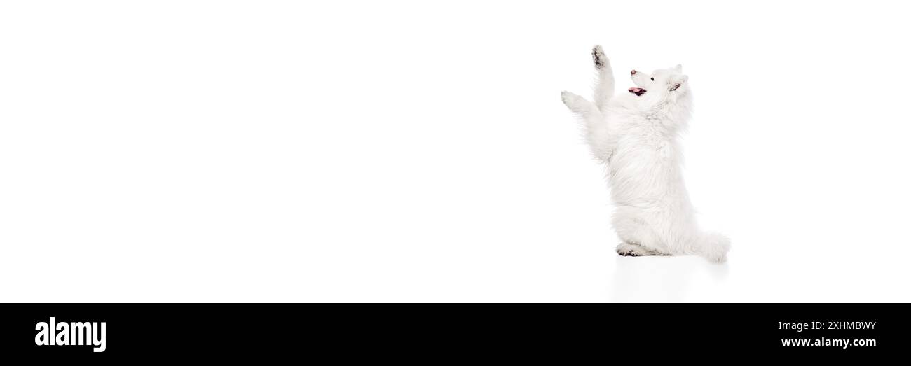 Banner. Playful Samoyed dog sitting raised his paws playfully against ...