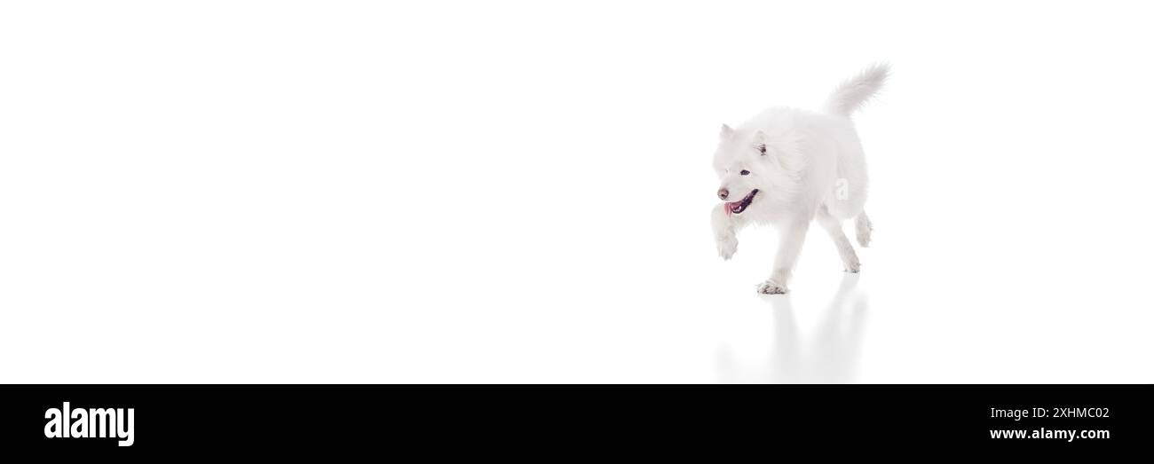 Banner. Furry Samoyed dog running with open mouth and playful look ...