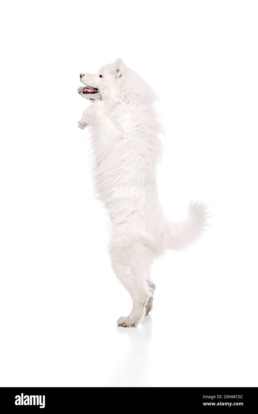Playful, furry Samoyed dog stands tall on its hind legs, appearing ...