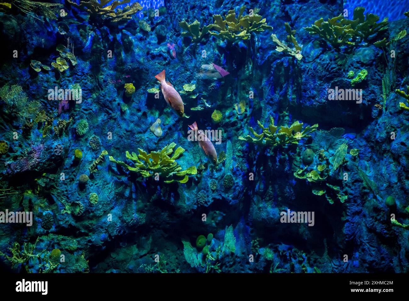 Oceans Divided display: aquariums showing Caribbean sea, Biomuseo, a ...