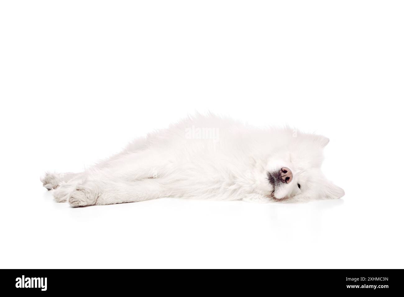 Relaxed, peaceful Samoyed in deep sleep, lying on its side with its ...