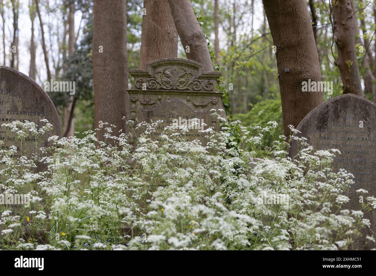Old grave stones amongst a profusion of cow parsley. Highgate Cemetery, London, UK Stock Photo ...
