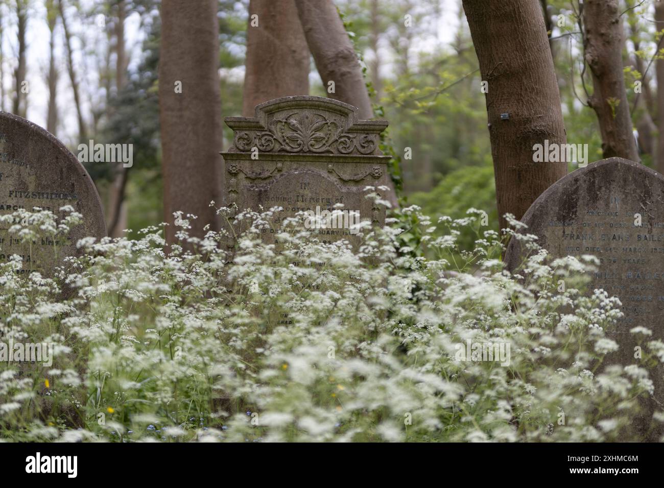 Old grave stones amongst a profusion of cow parsley. Highgate Cemetery ...