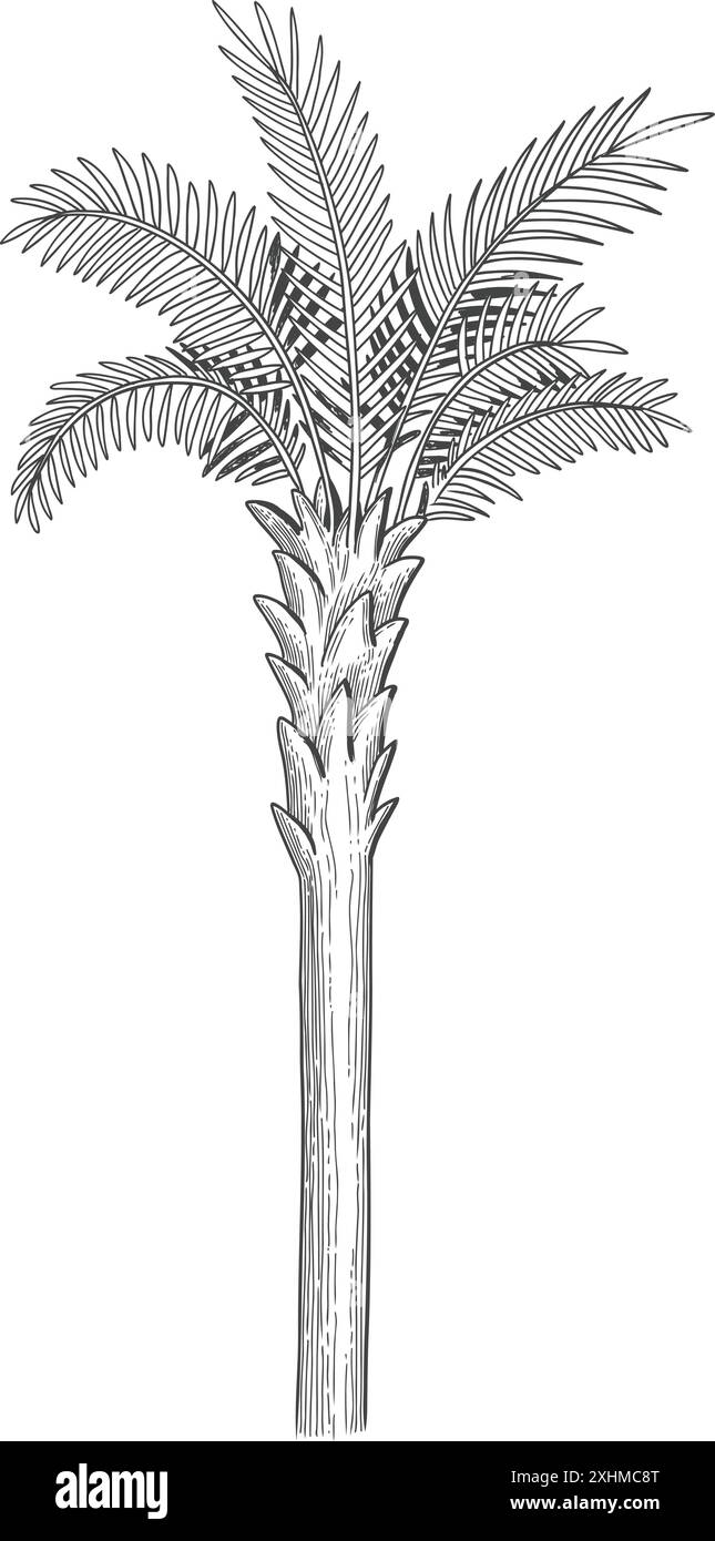 Hand drawn tropical palm tree. Vector of hawaii beach palm tree, fern ...