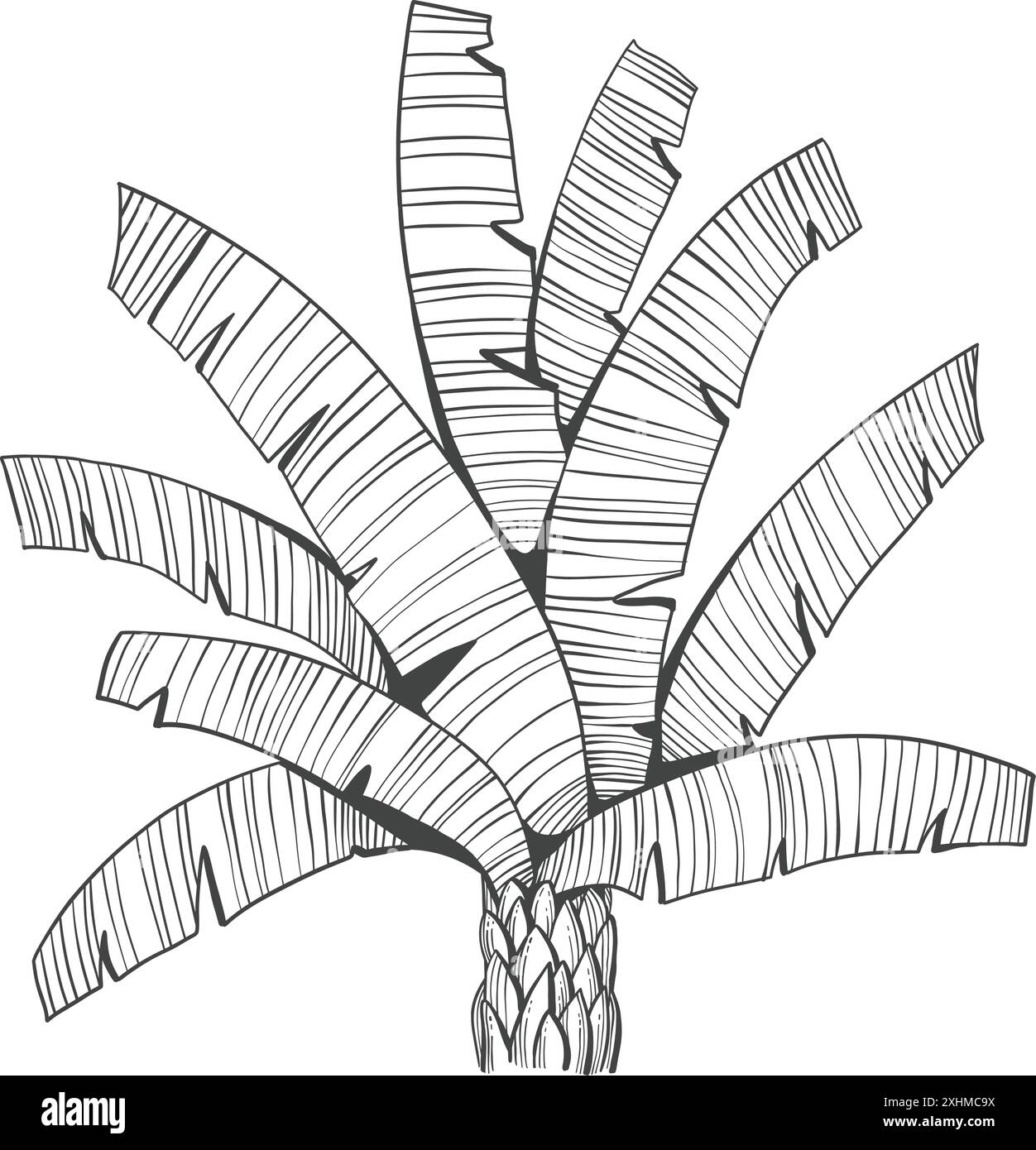 Hand drawn tropical palm tree. Vector of hawaii beach palm tree, fern ...