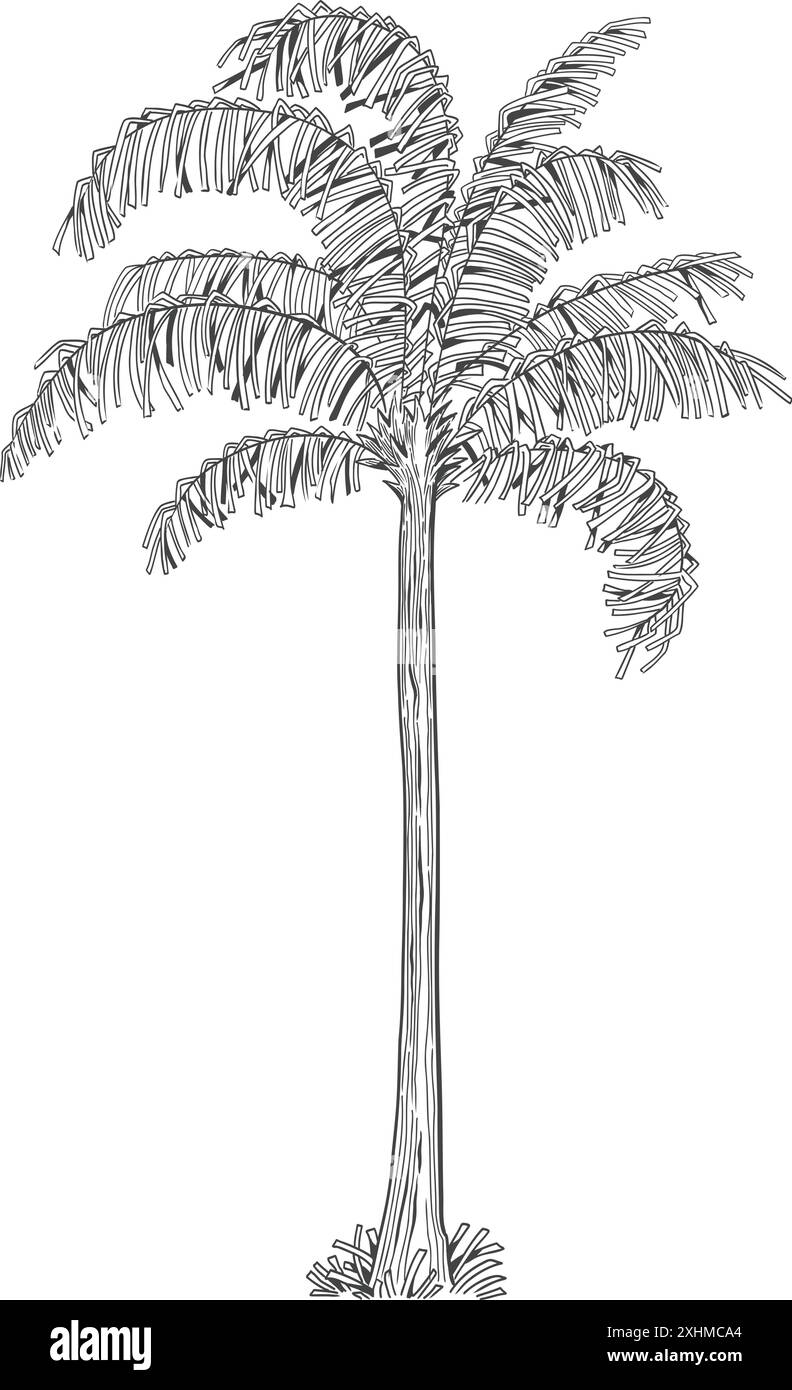 Hand drawn tropical palm tree. Vector of hawaii beach palm tree, fern ...