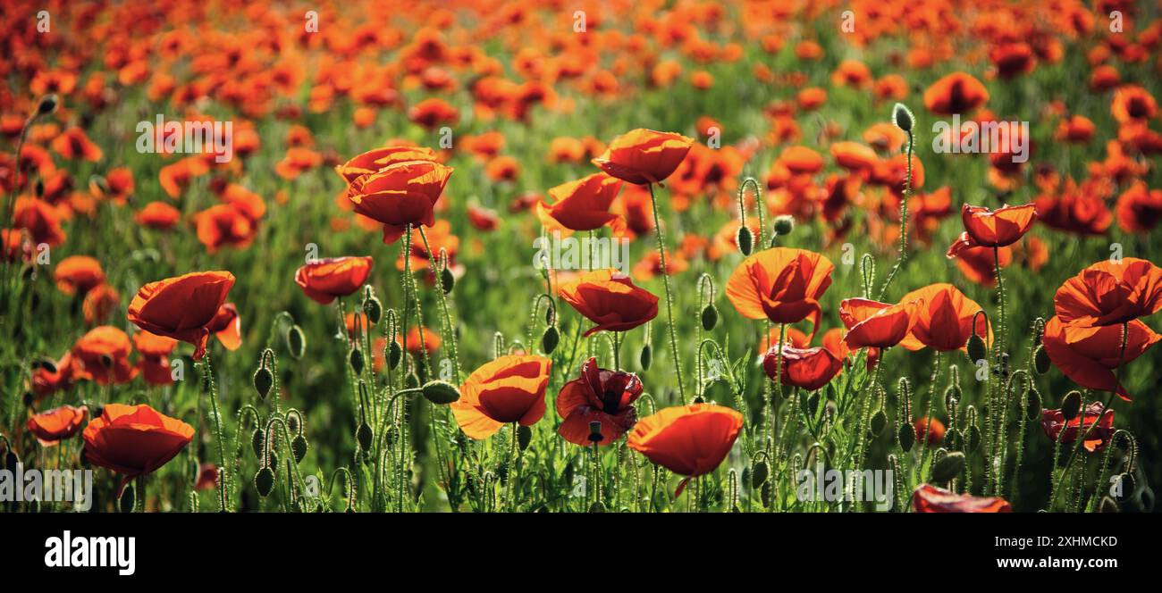Anzac day banner. Poppy meadow. Remember for Anzac, Historic war memory ...
