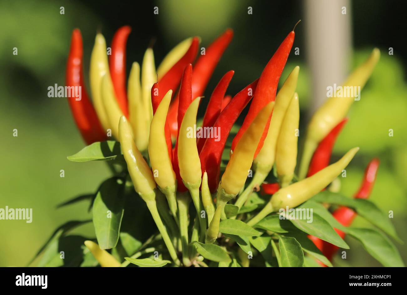 Growing hot peppers garden in hi-res stock photography and images - Alamy